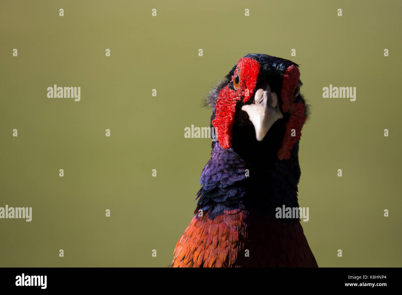 Multi colored portrait hi-res stock photography and images - Alamy