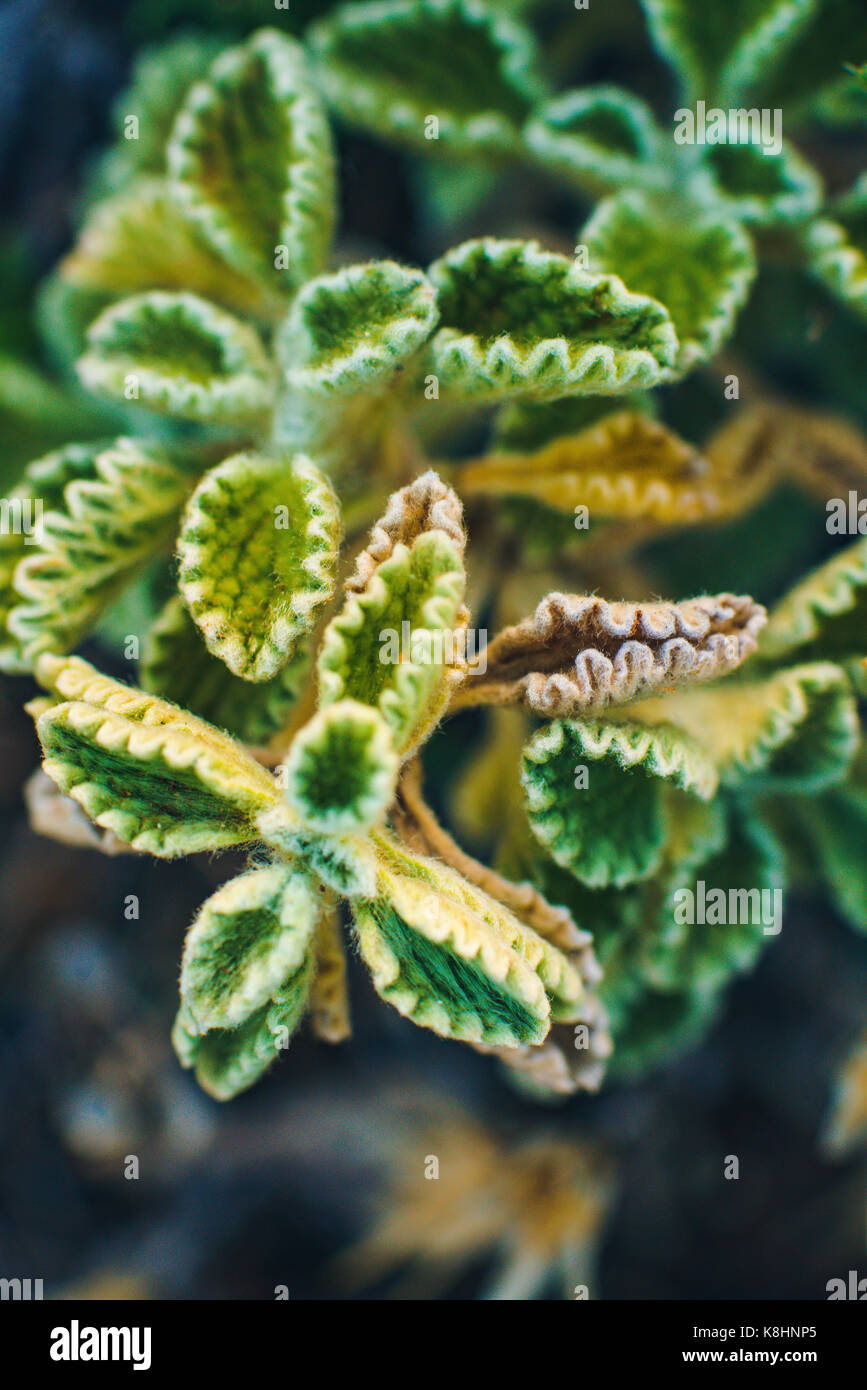 Soft focus plants hi-res stock photography and images - Alamy
