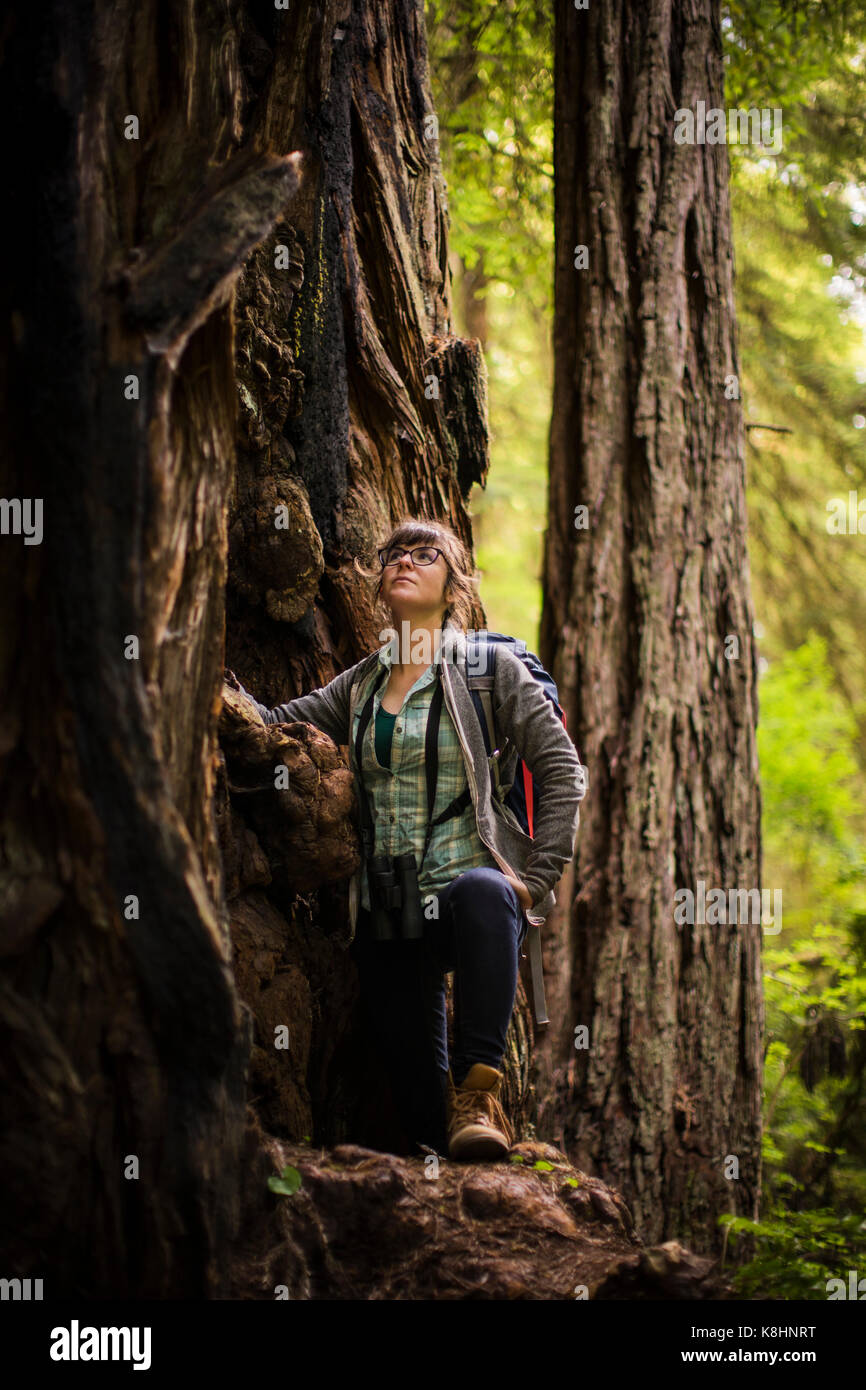Female hiker looking up while standing by tree at Redwood National and ...