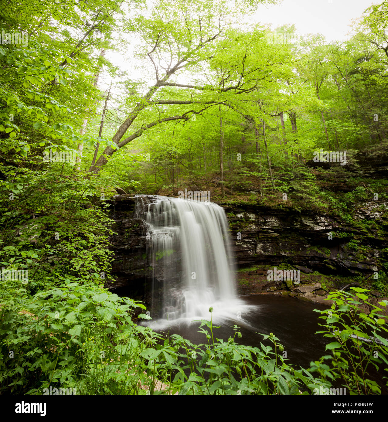 Idyllic view of waterfall by trees at Redwood National and State Parks ...