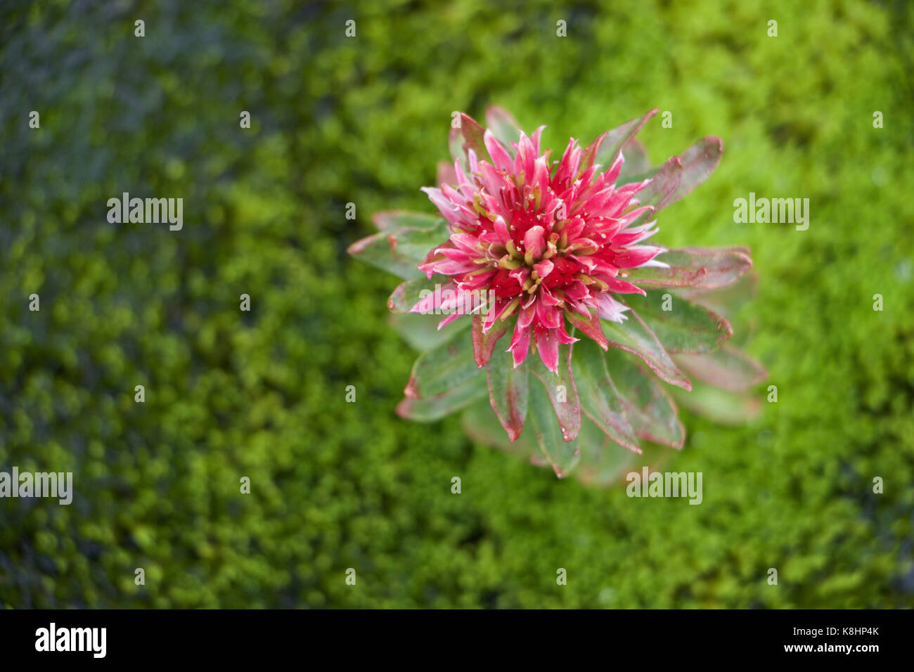 Flower overhead view hi-res stock photography and images - Alamy