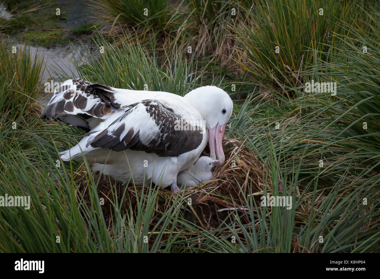 Wandering Albatross Chick