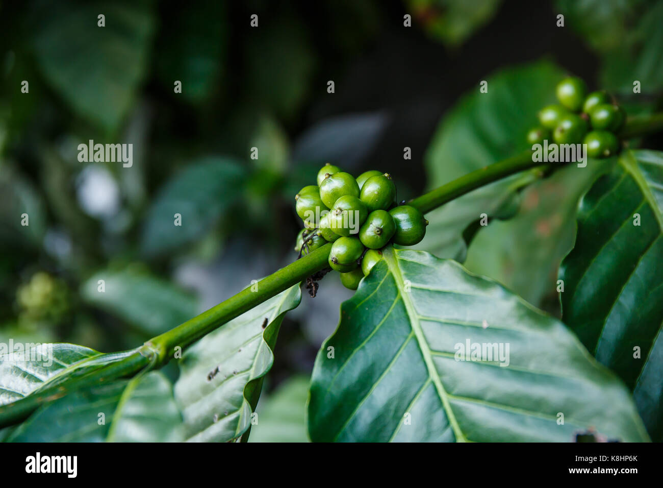 Fresh green coffee on the tree in the garden Stock Photo - Alamy