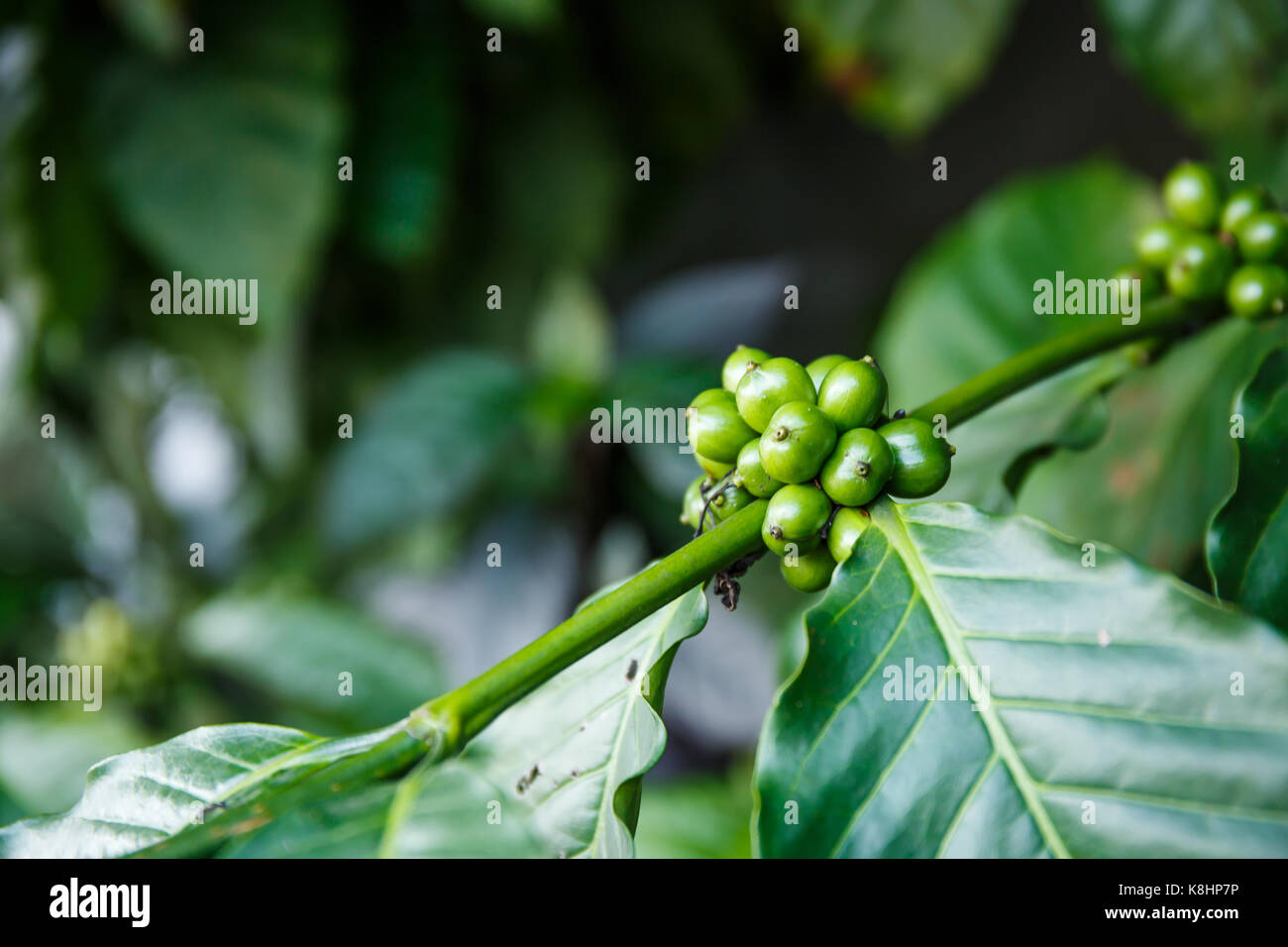 Coffee trees on farm hi-res stock photography and images - Alamy