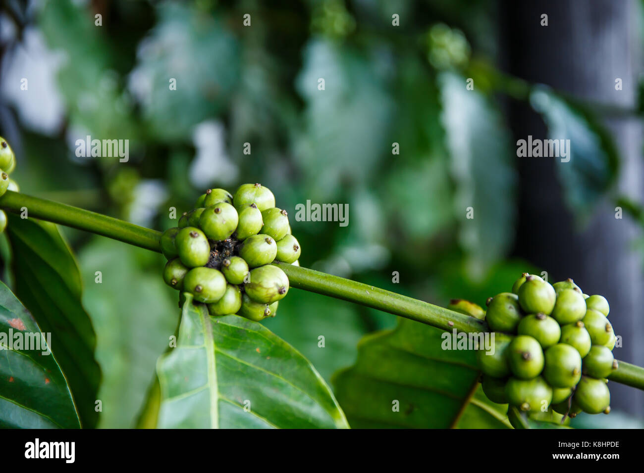 Fresh green coffee on the tree in the garden Stock Photo - Alamy