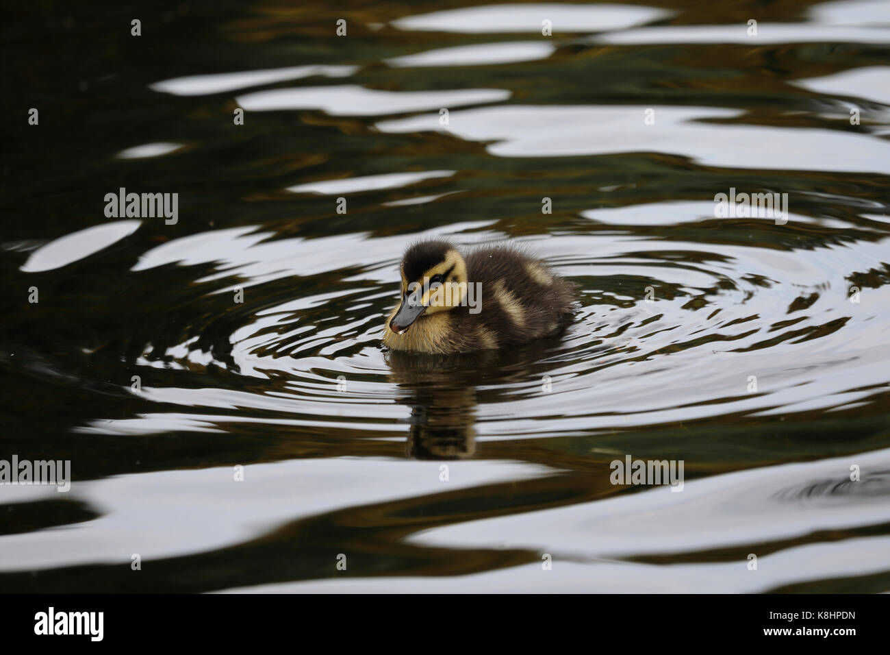 Duckling swimming hi-res stock photography and images - Alamy