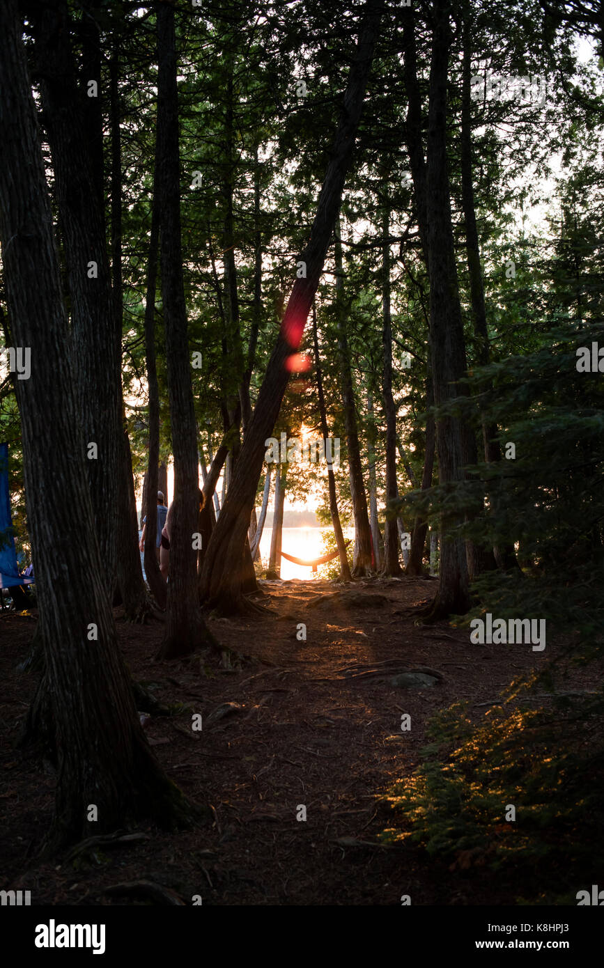 Tranquil view of trees in forest by lake during sunset Stock Photo - Alamy