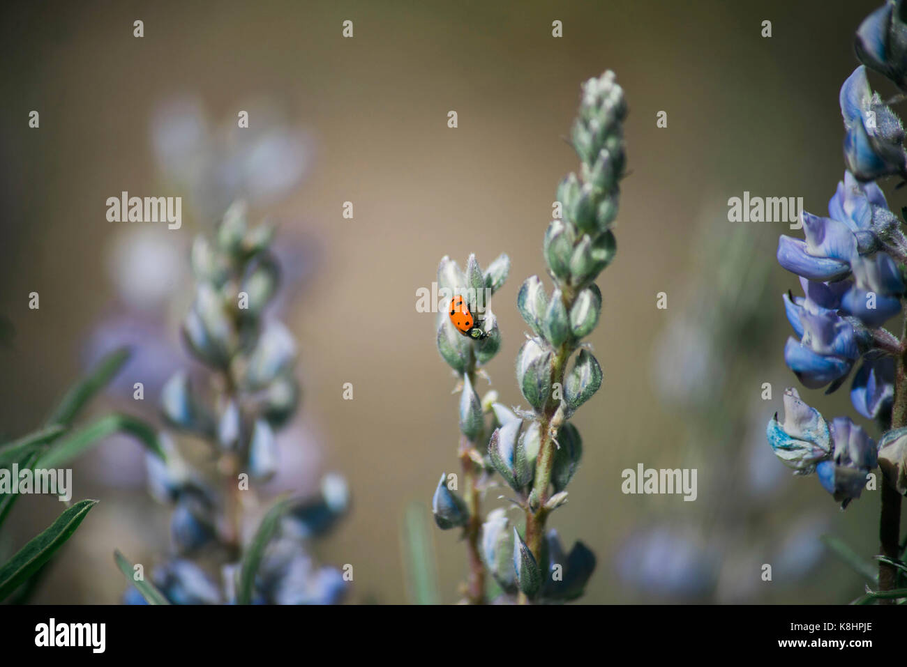 Close-up of ladybug on flower at field Stock Photo - Alamy