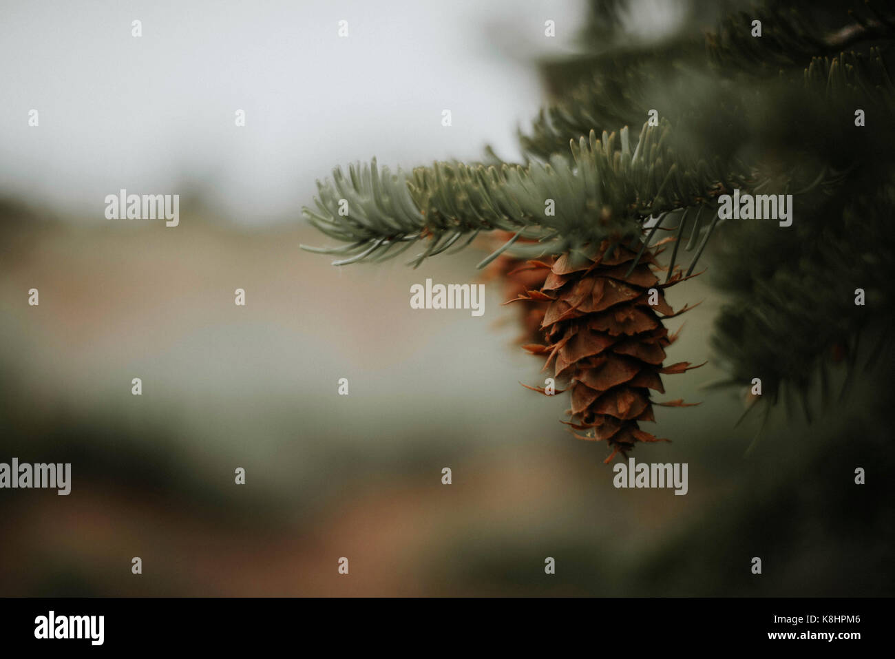Pinecone with leaves hi-res stock photography and images - Alamy