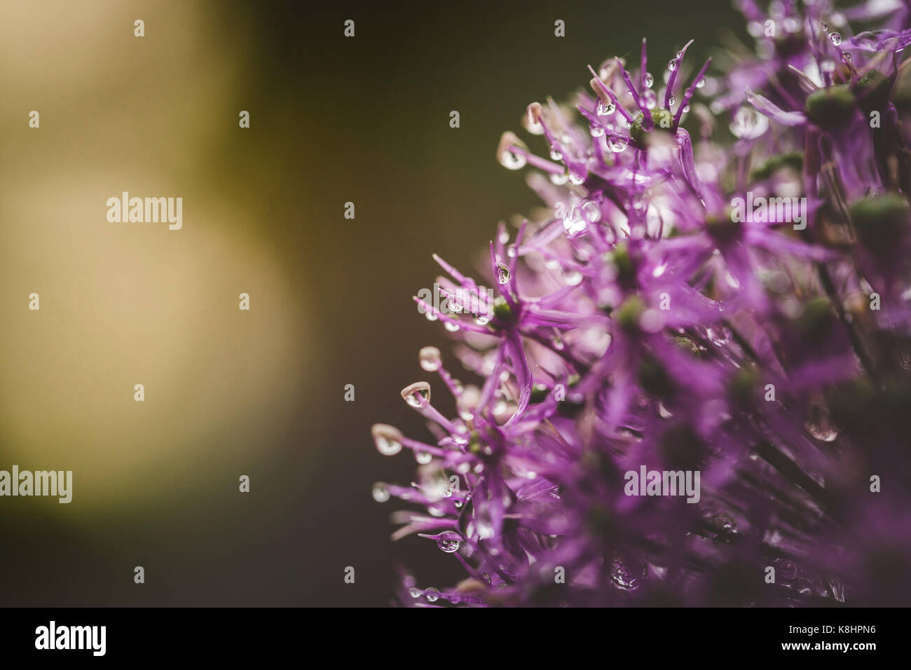 Wet flowers hi-res stock photography and images - Alamy