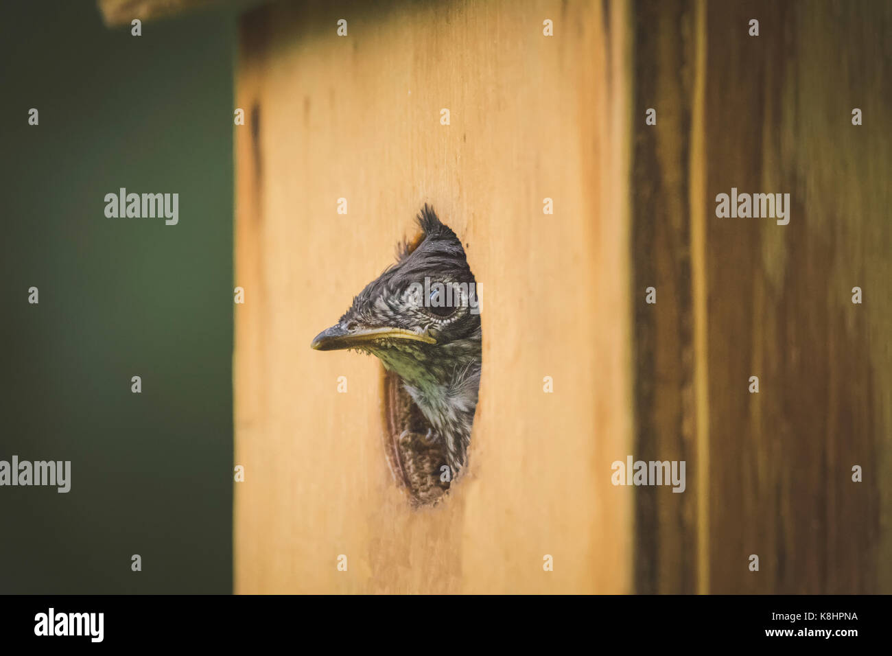 Bird peeking hi-res stock photography and images - Alamy