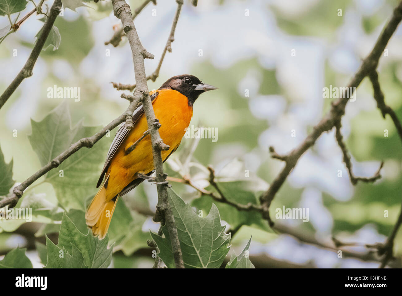 Bird and branches hi-res stock photography and images - Alamy