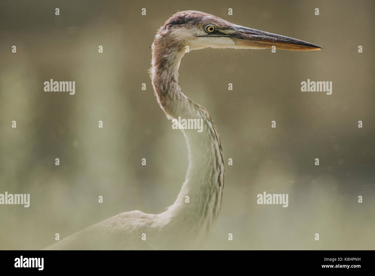 Side view of bird hi-res stock photography and images - Alamy