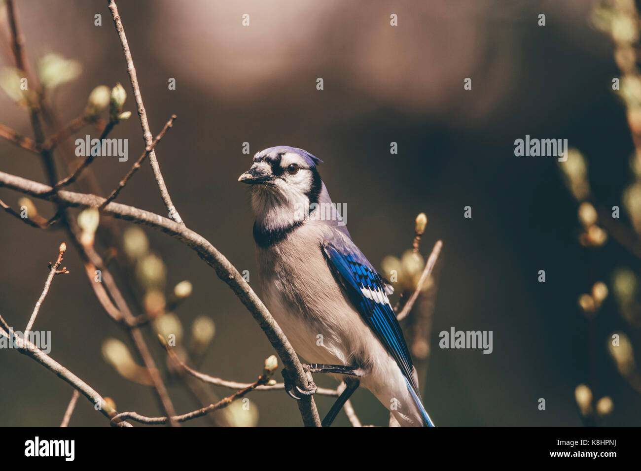 Bird perching on branch Stock Photo - Alamy