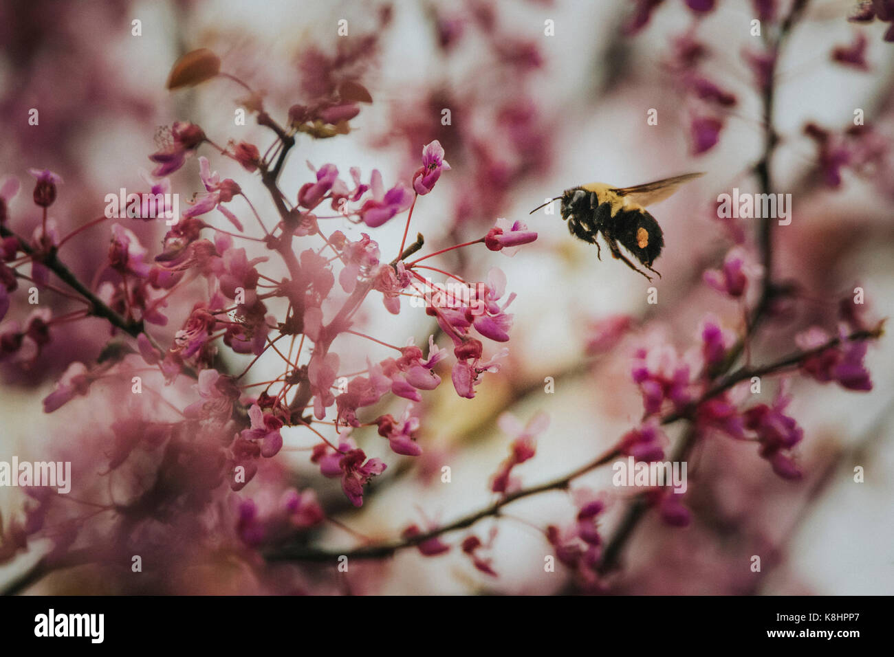 Honey bee flying by flowers at park Stock Photo - Alamy