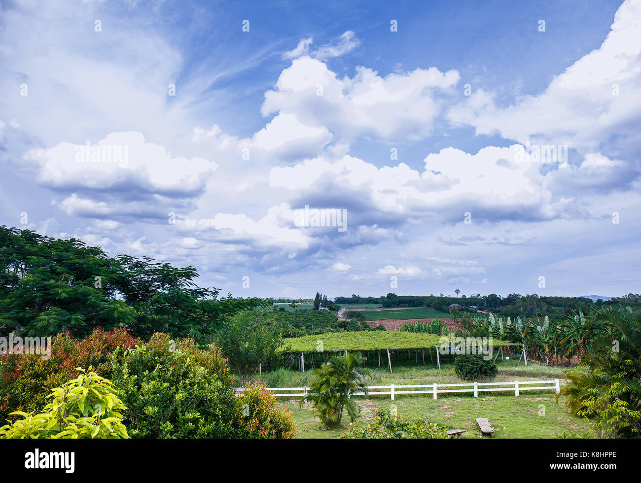 Vineyard with sky with clouds Stock Photo - Alamy