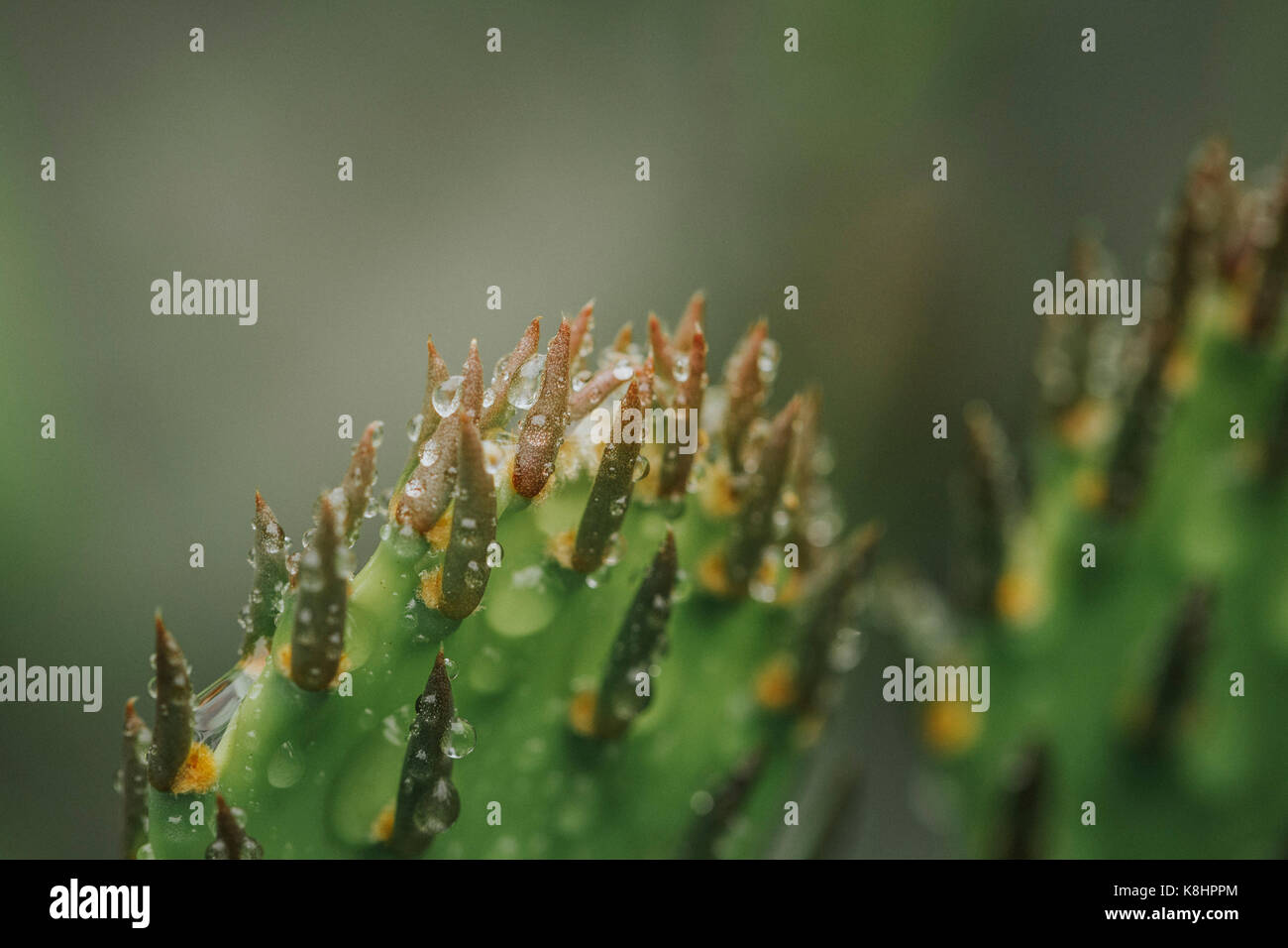 Wet cactus hi-res stock photography and images - Alamy