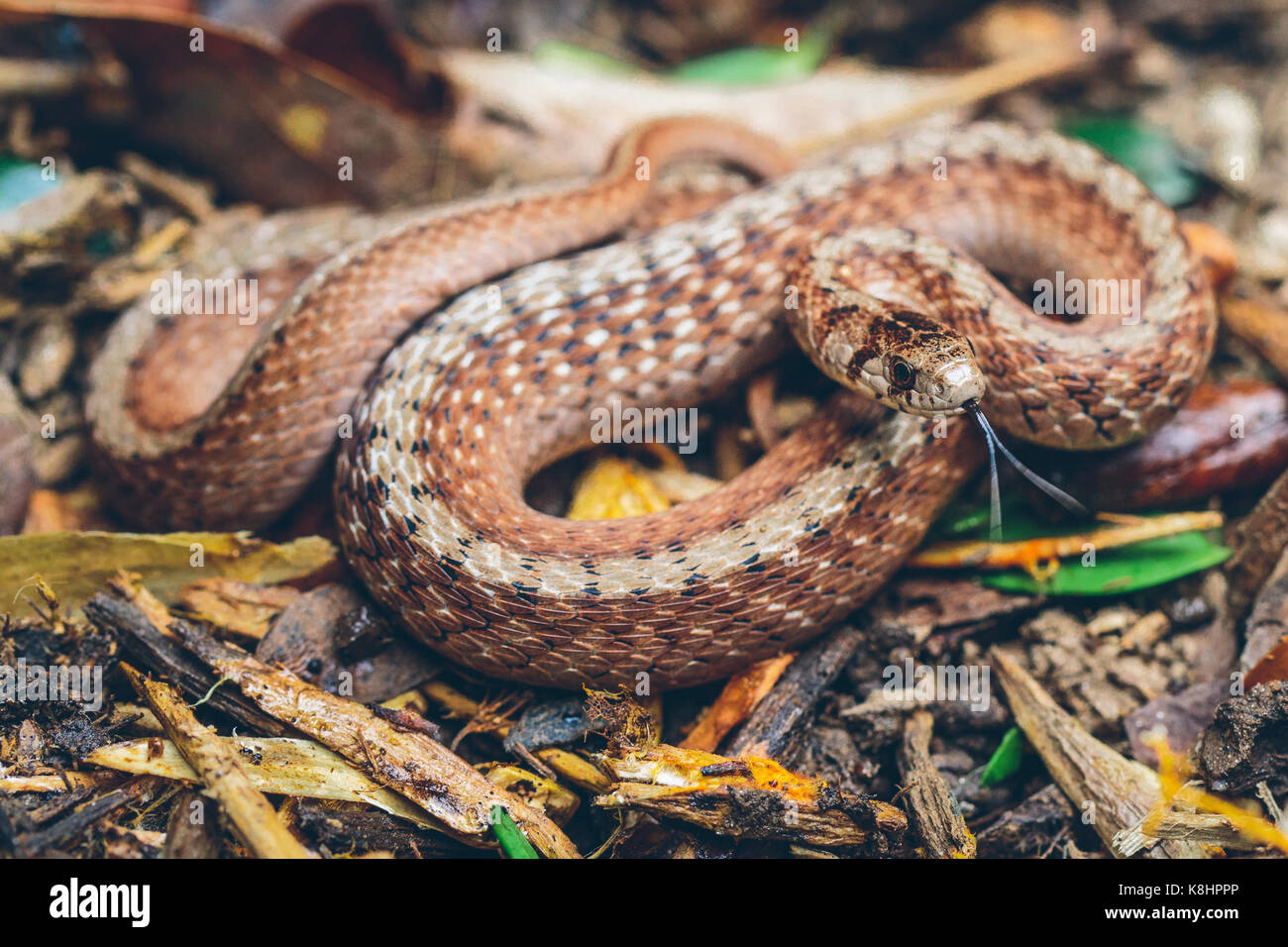 Snake close up view hi-res stock photography and images - Alamy
