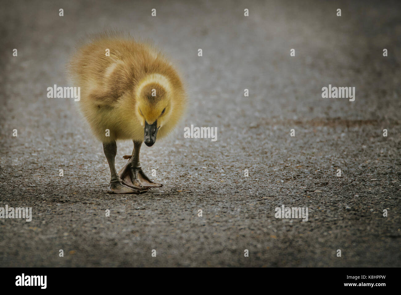 Duck walking on land hi-res stock photography and images - Alamy