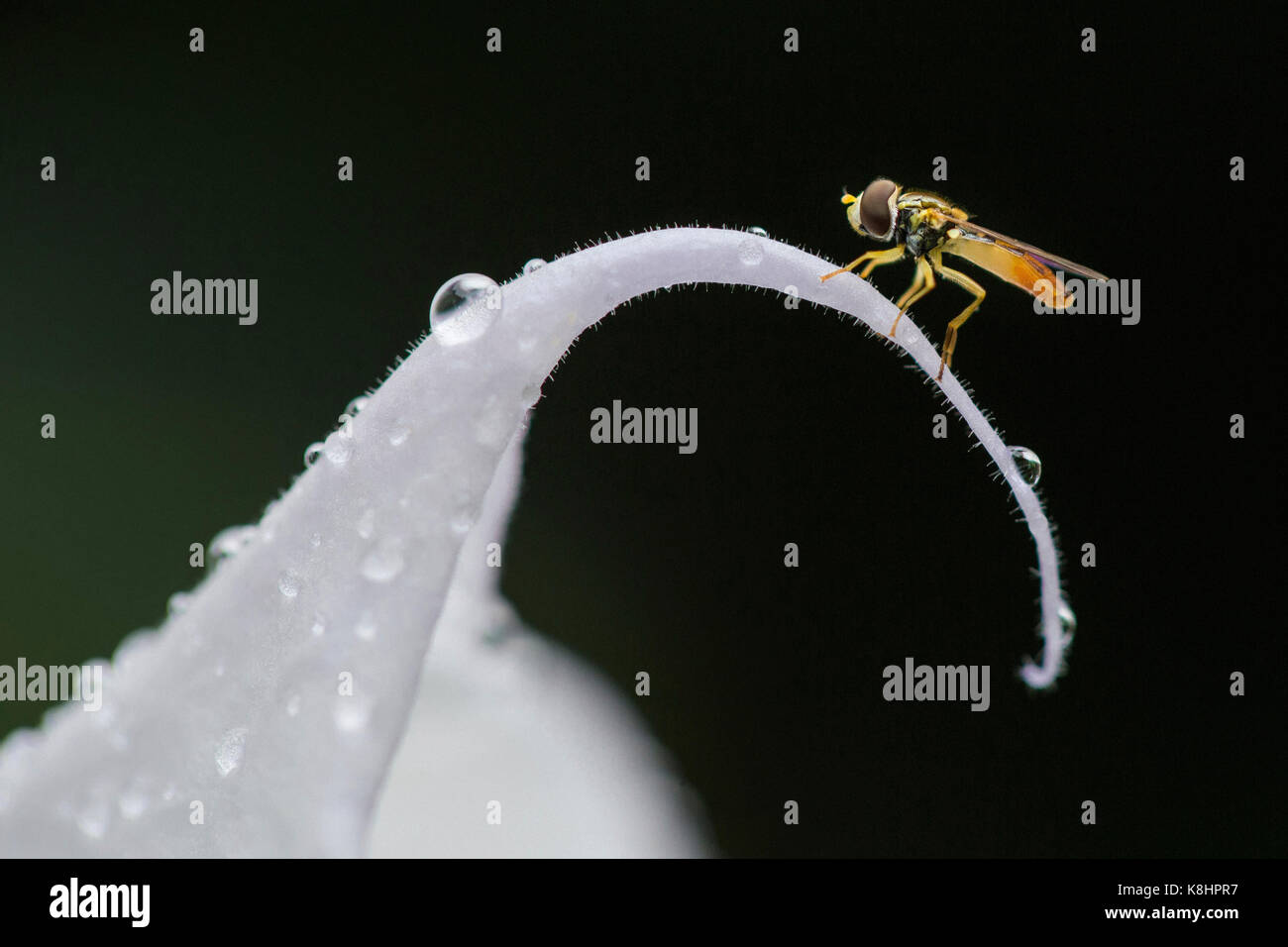 Wet bee on flower hi-res stock photography and images - Alamy