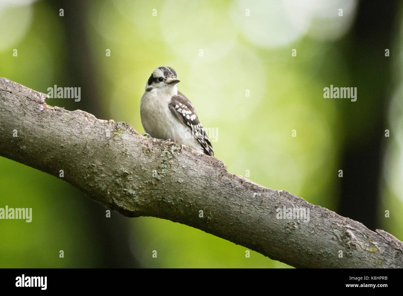 Close-up of bird perching on branch Stock Photo - Alamy