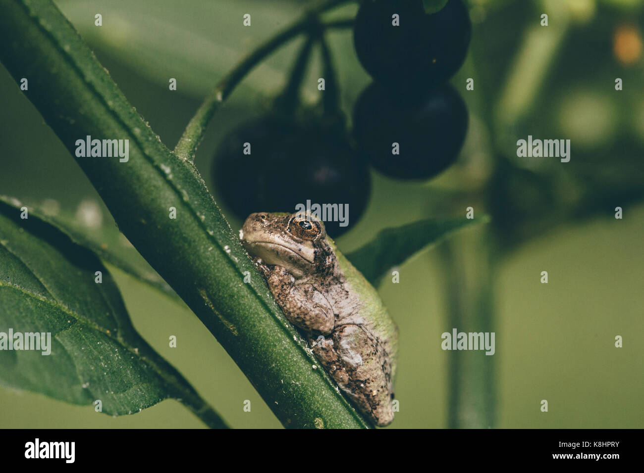 Close-up of frog on plant stem Stock Photo - Alamy