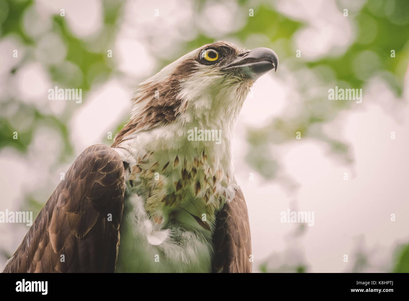 Close-up of osprey Stock Photo - Alamy