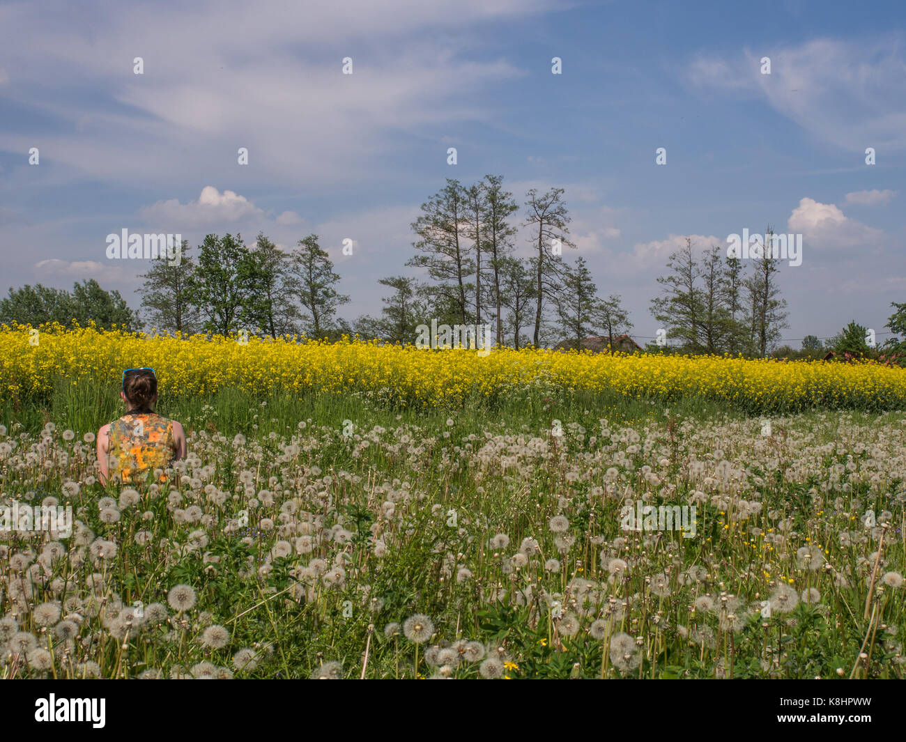 Polish field of rapeseed, sow-thistle and the woman in the yellow skirt ...