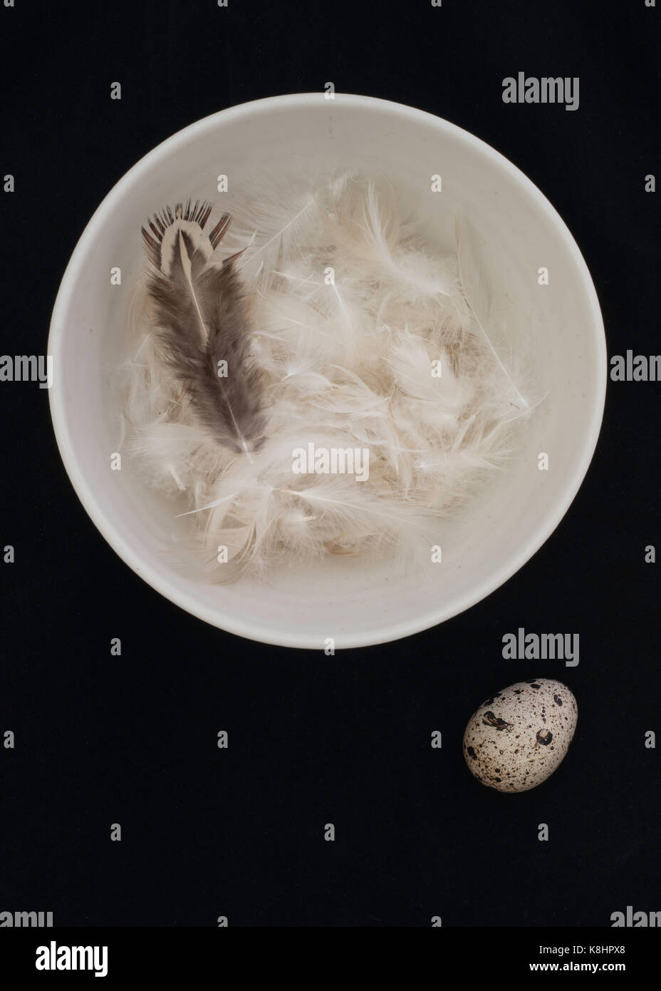 Cream feathers in cream bowl with one brown and quail egg Stock Photo ...