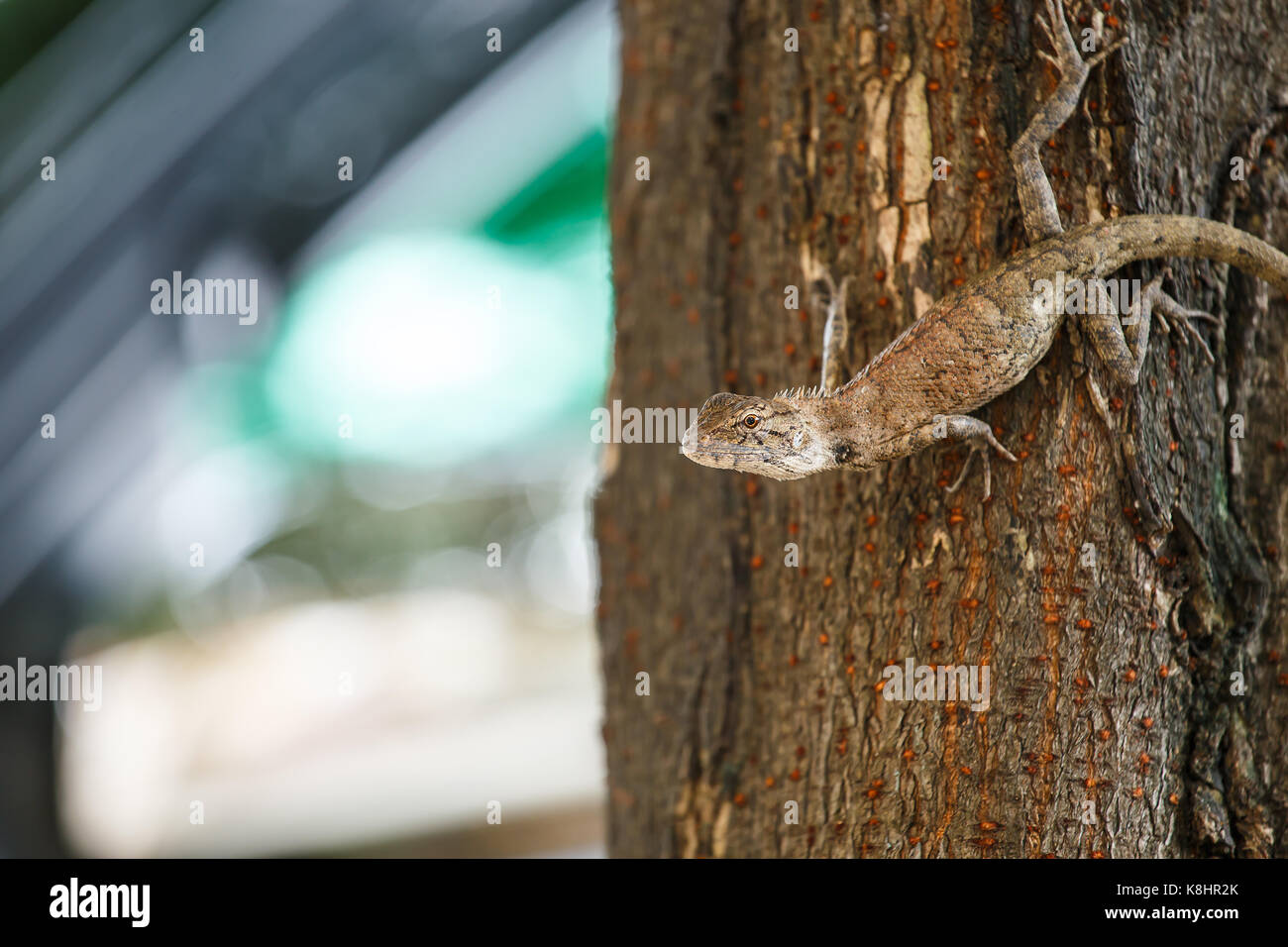 Chameleon on the tree Stock Photo - Alamy