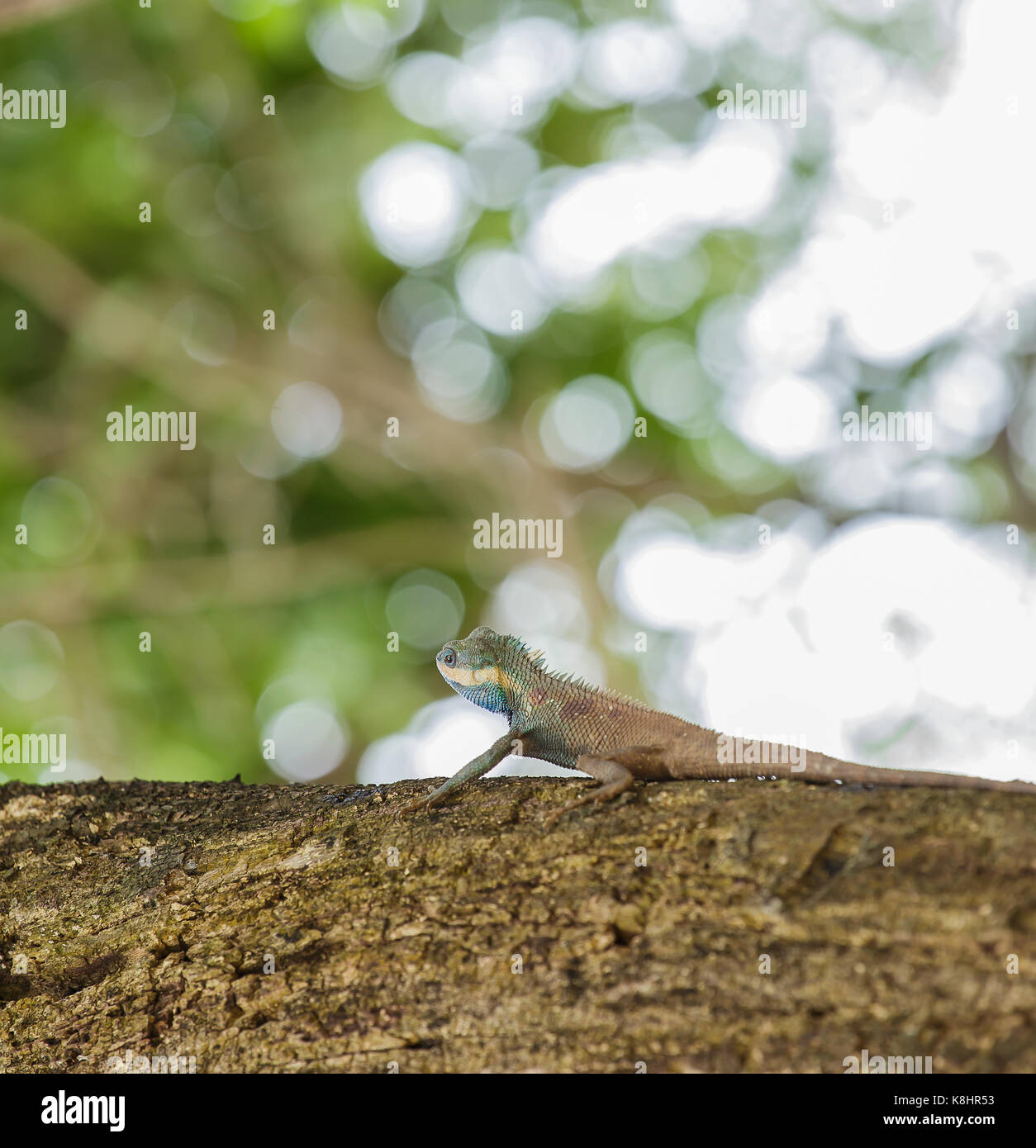 Chameleon on the tree Stock Photo - Alamy