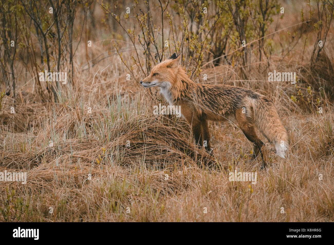 Side view of fox hi-res stock photography and images - Alamy