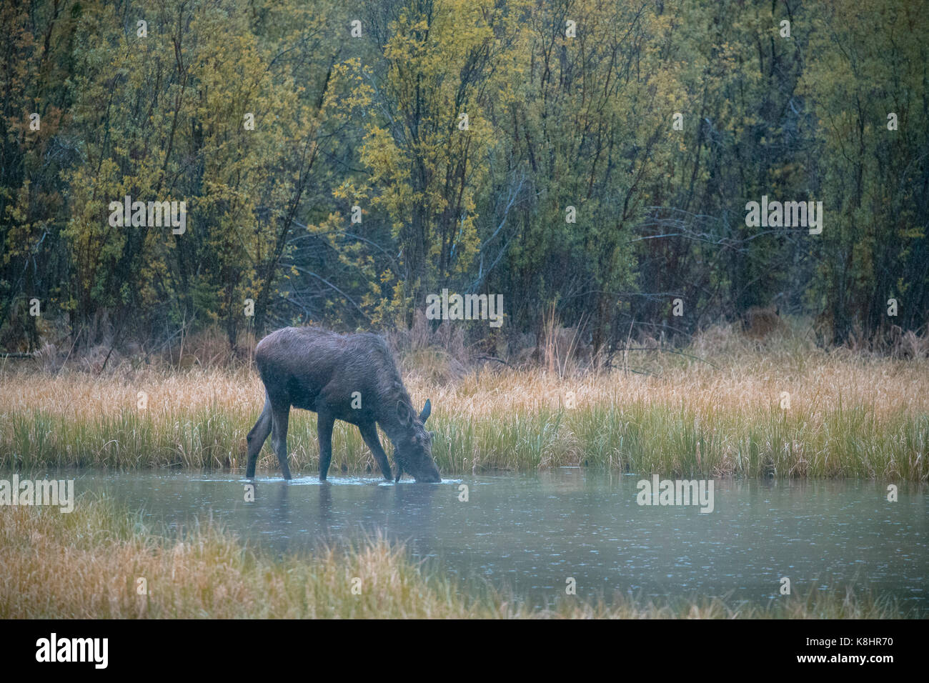 Moose Lake Provincial Park High Resolution Stock Photography and Images ...