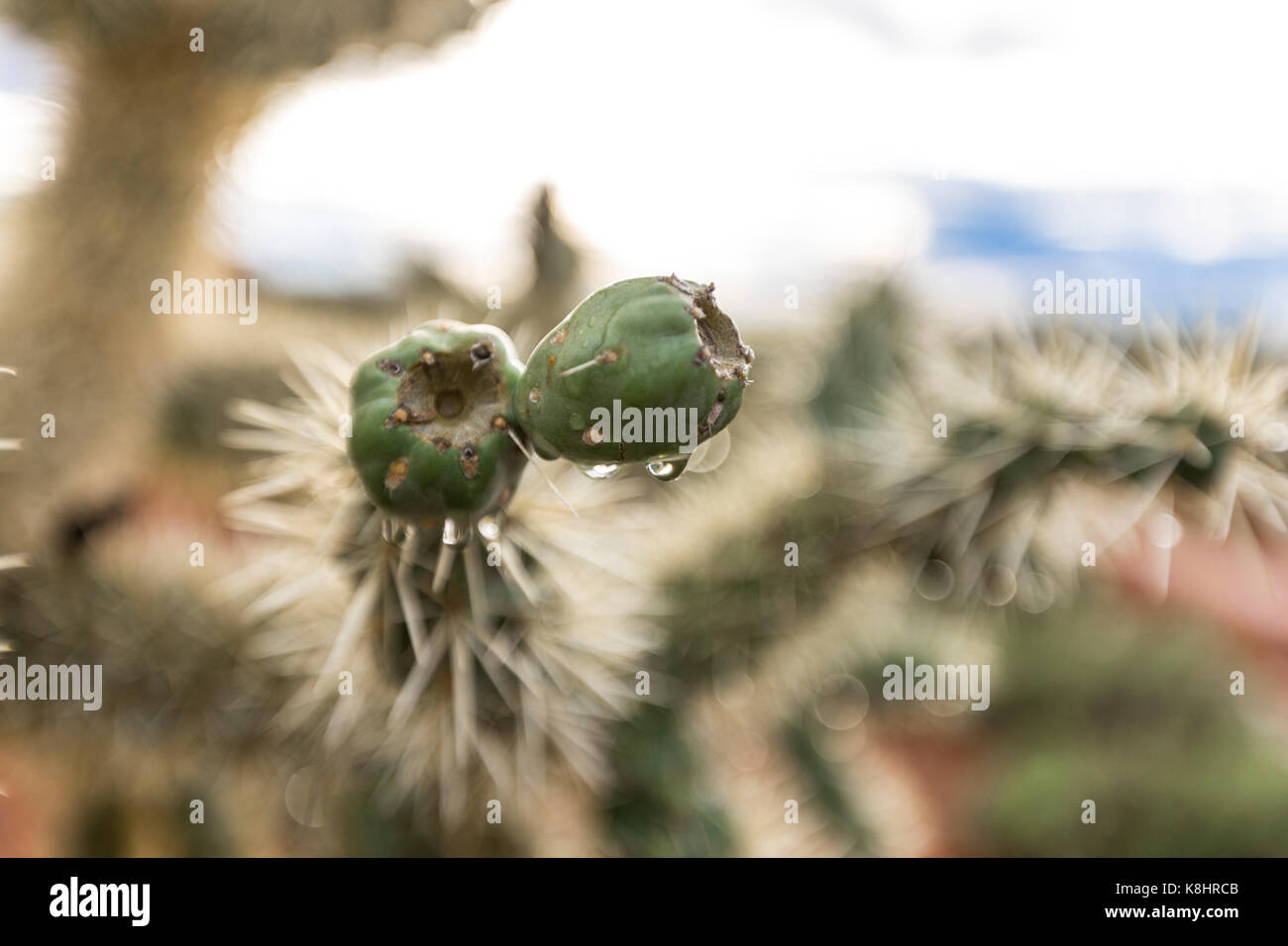 Close-up of wet cactus Stock Photo - Alamy