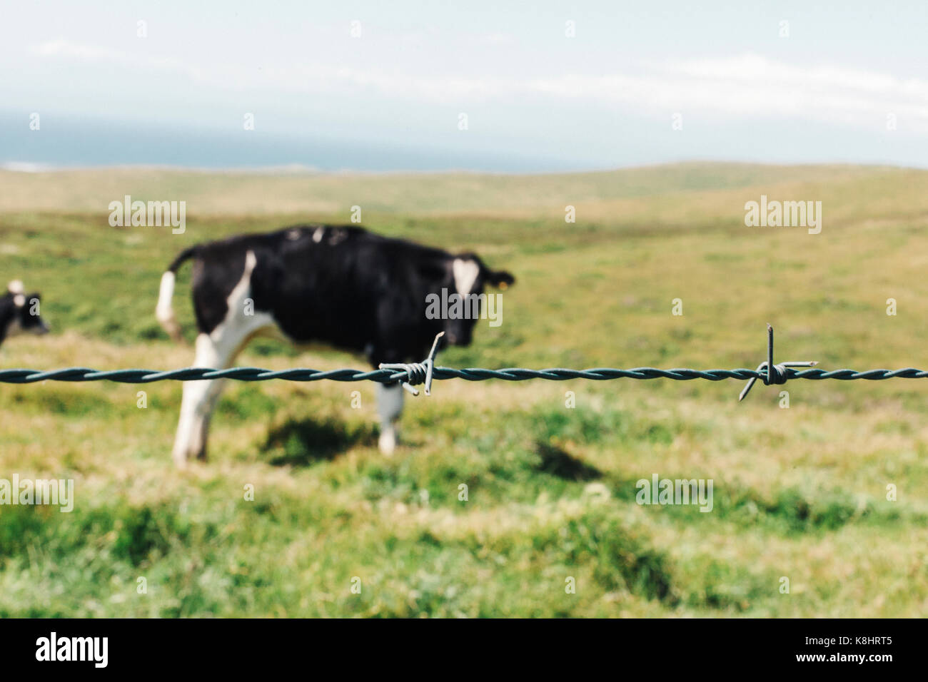 Metal wire cow hi-res stock photography and images - Alamy