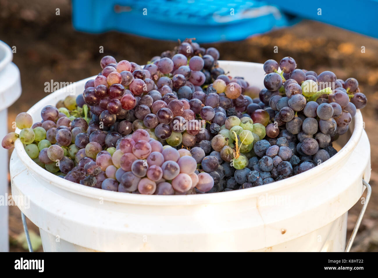 Bucket with fruits hi-res stock photography and images - Alamy