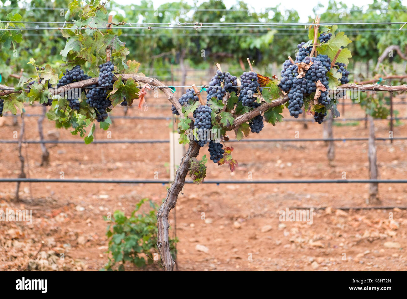Grapes growing in vineyard at farm Stock Photo - Alamy