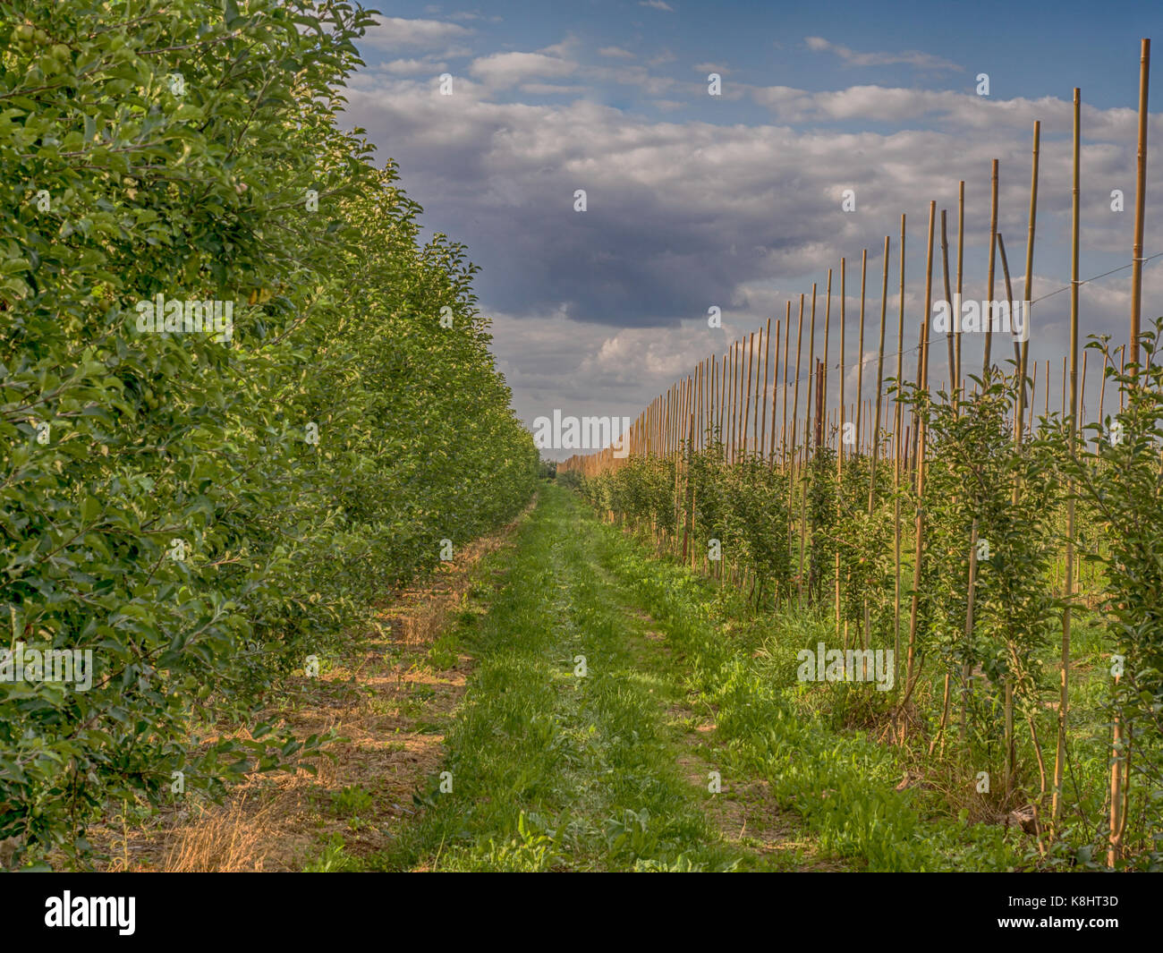 Row of young fruit trees in the orchard during the summer time Stock ...