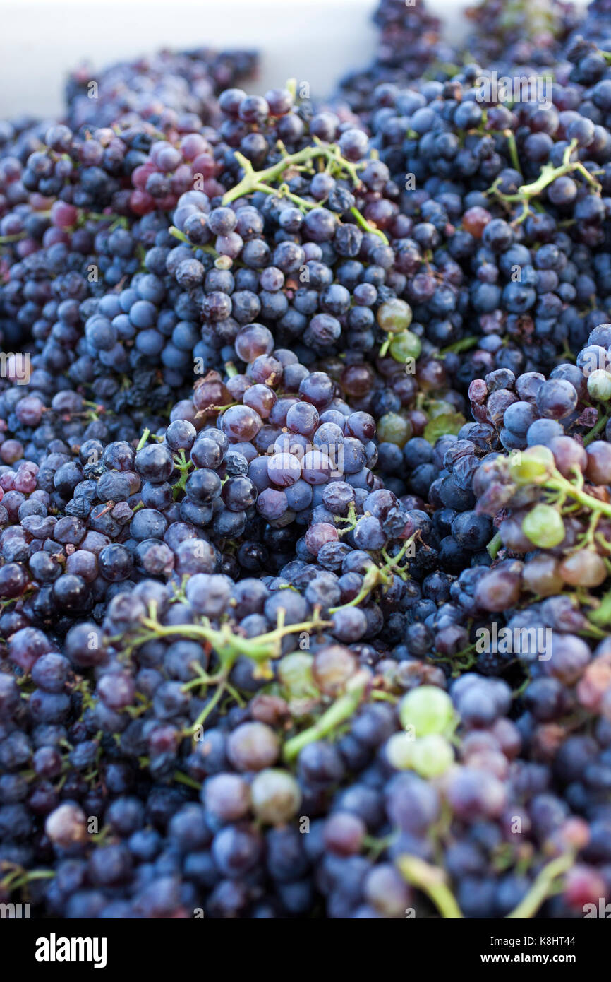 Bunch of grapes at farm Stock Photo - Alamy