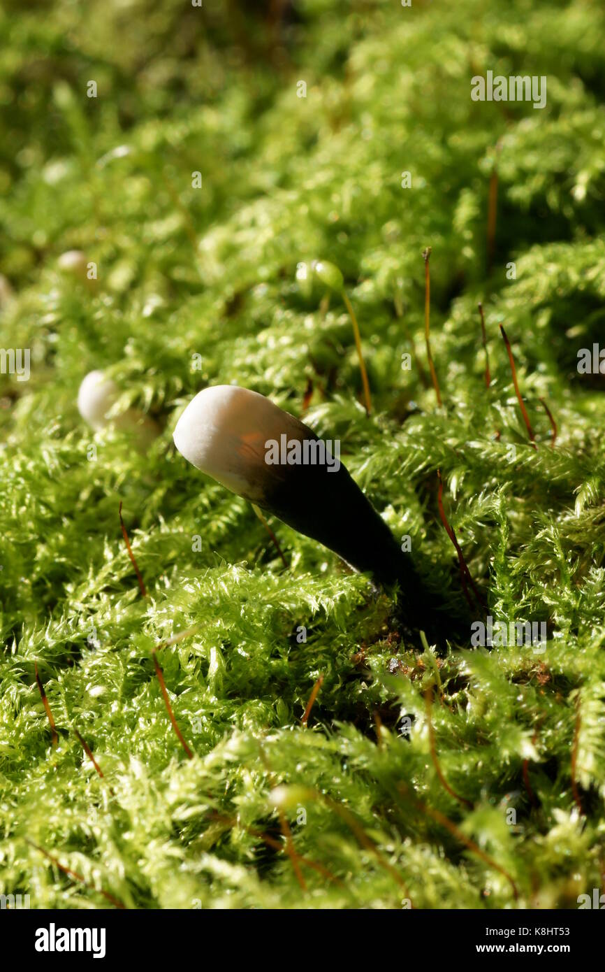 Xylaria hi-res stock photography and images - Alamy