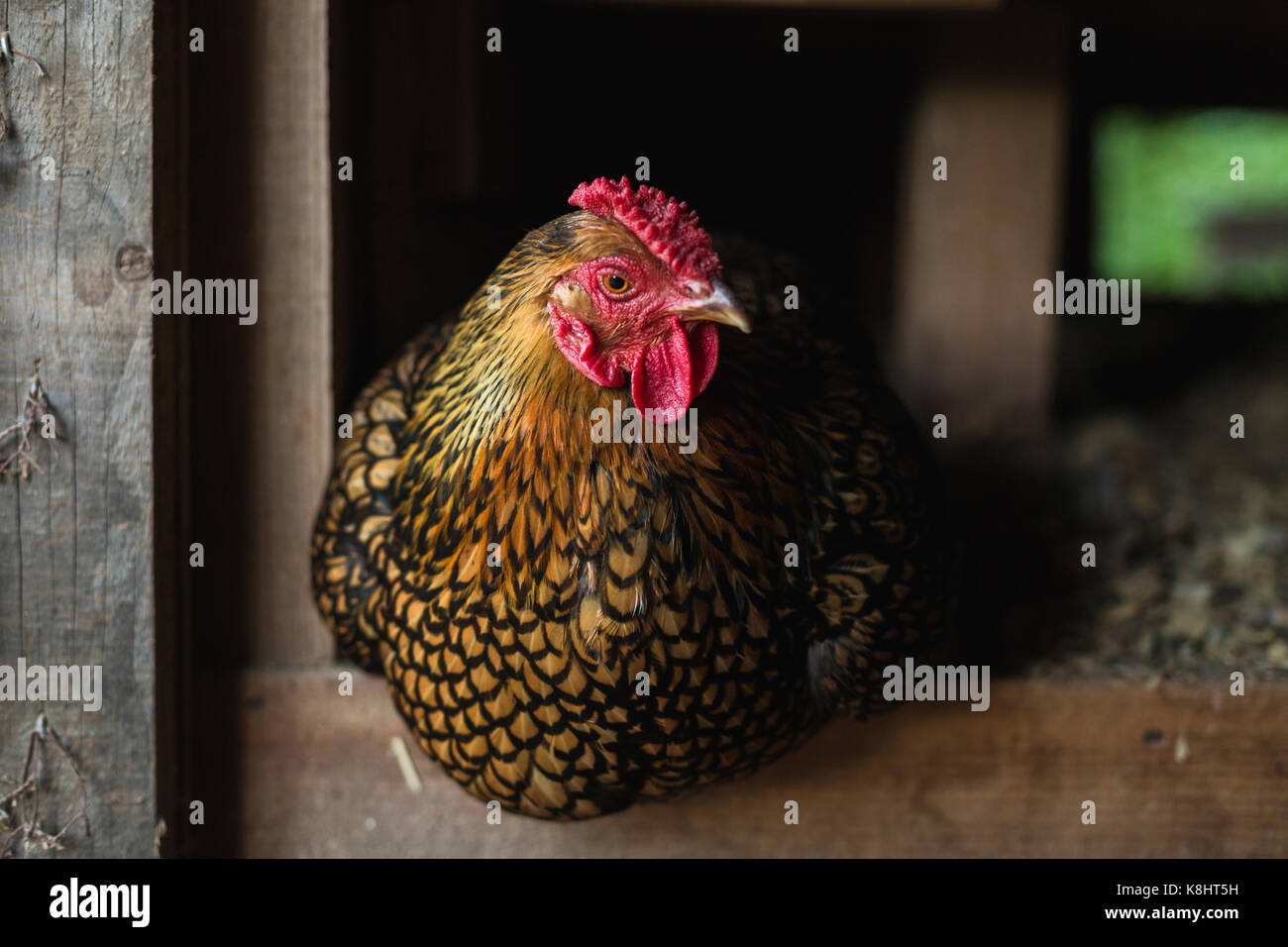 Hen coop hi-res stock photography and images - Alamy