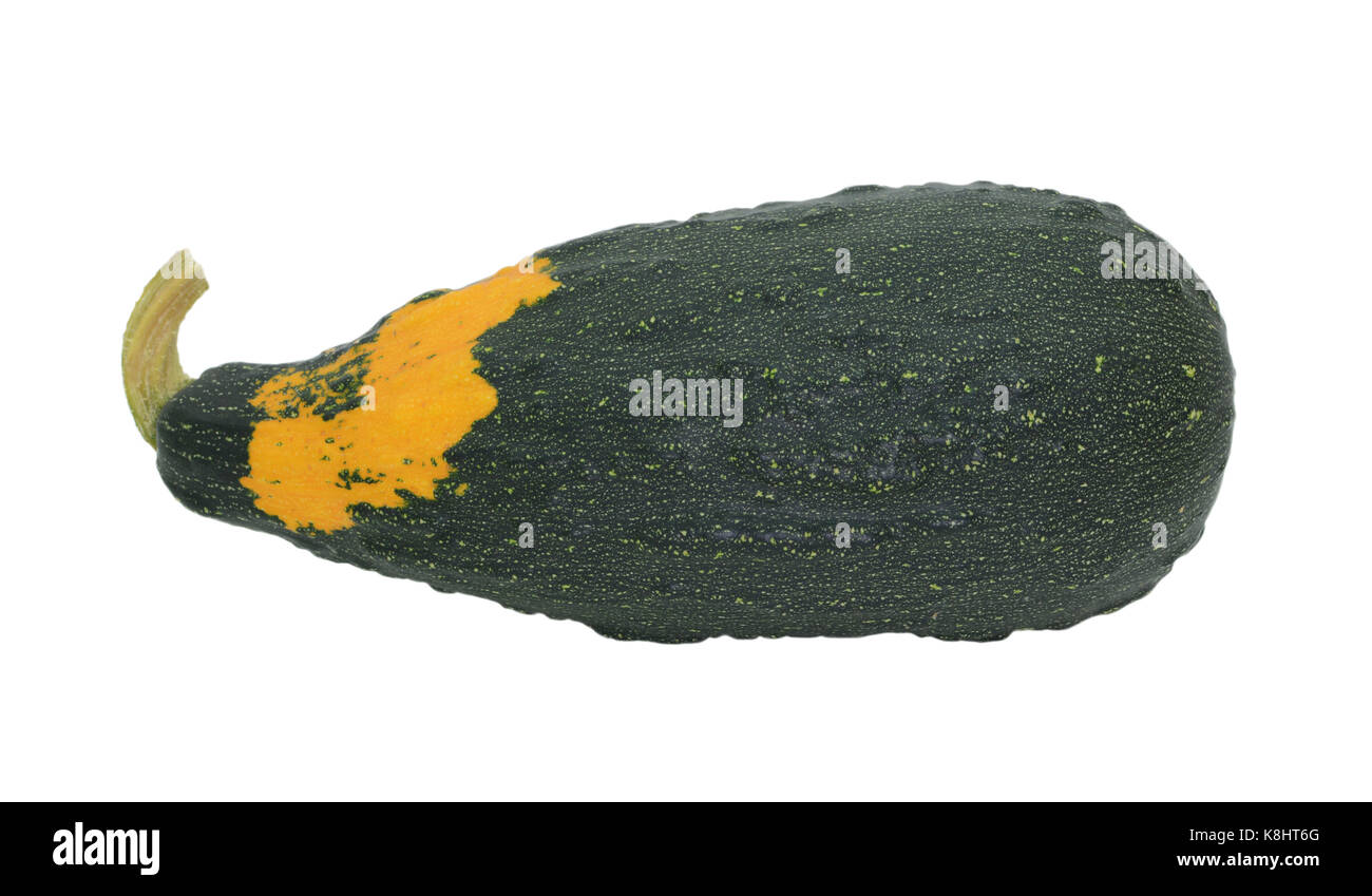 Large dark green marrow-shaped ornamental gourd with orange patch and ...