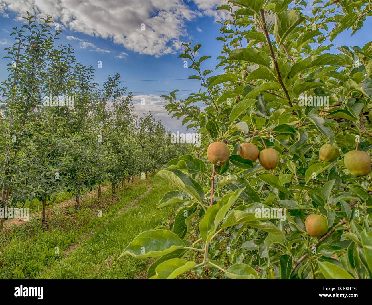 An orchard with fruit trees and small apple in the summer time Stock ...