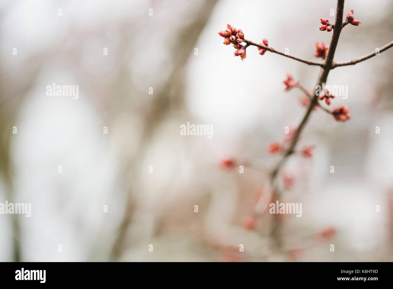 Close-up of buds on stem Stock Photo - Alamy