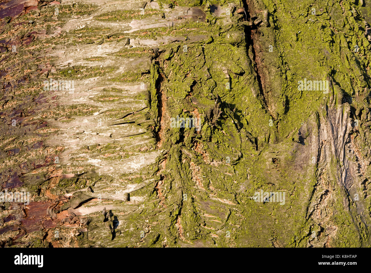 Bark on the trunk of an old cherry tree.Details.Texture. Stock of an ...