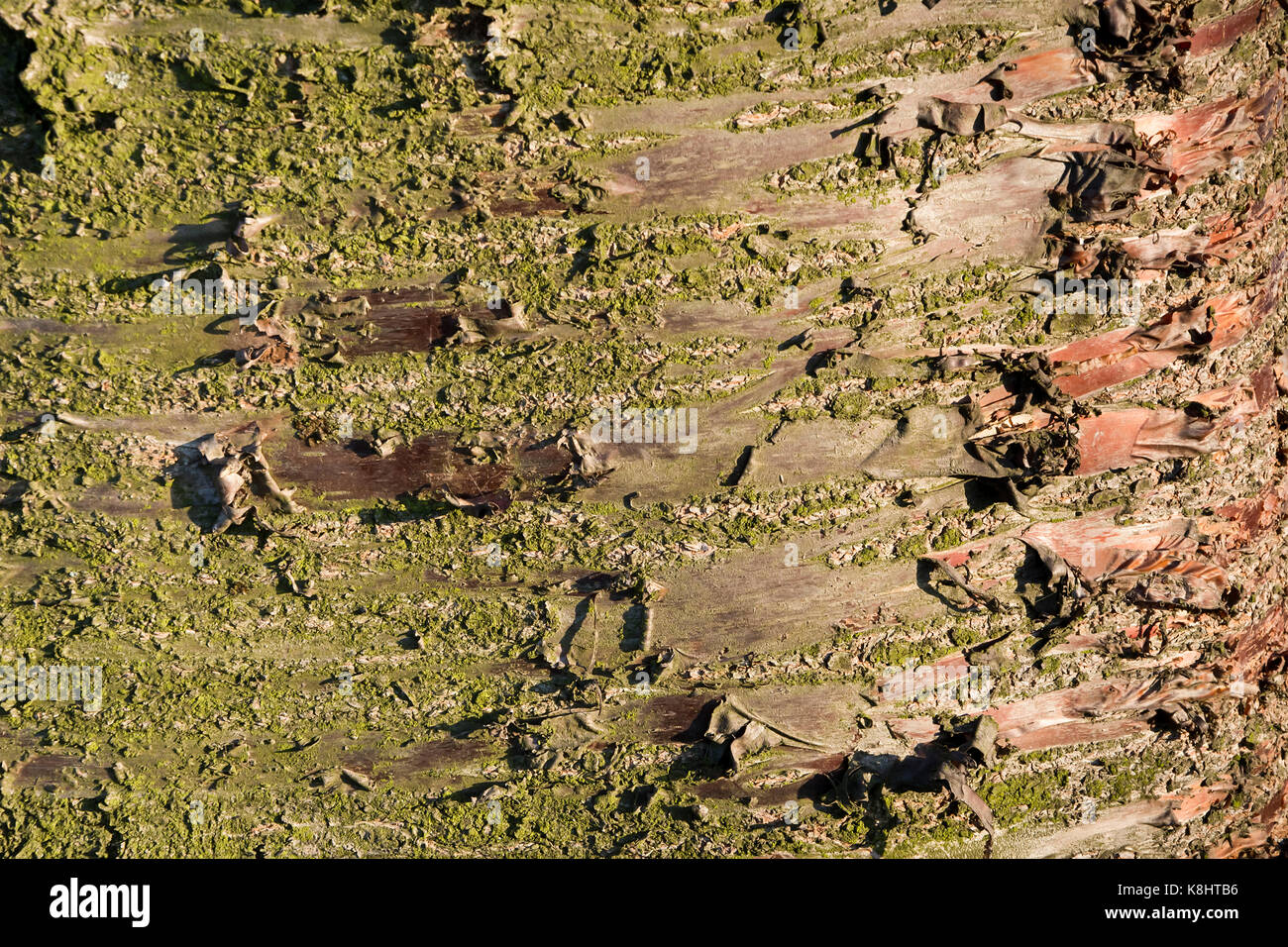 Bark on the trunk of an old cherry tree.Details.Texture. Stock of an ...