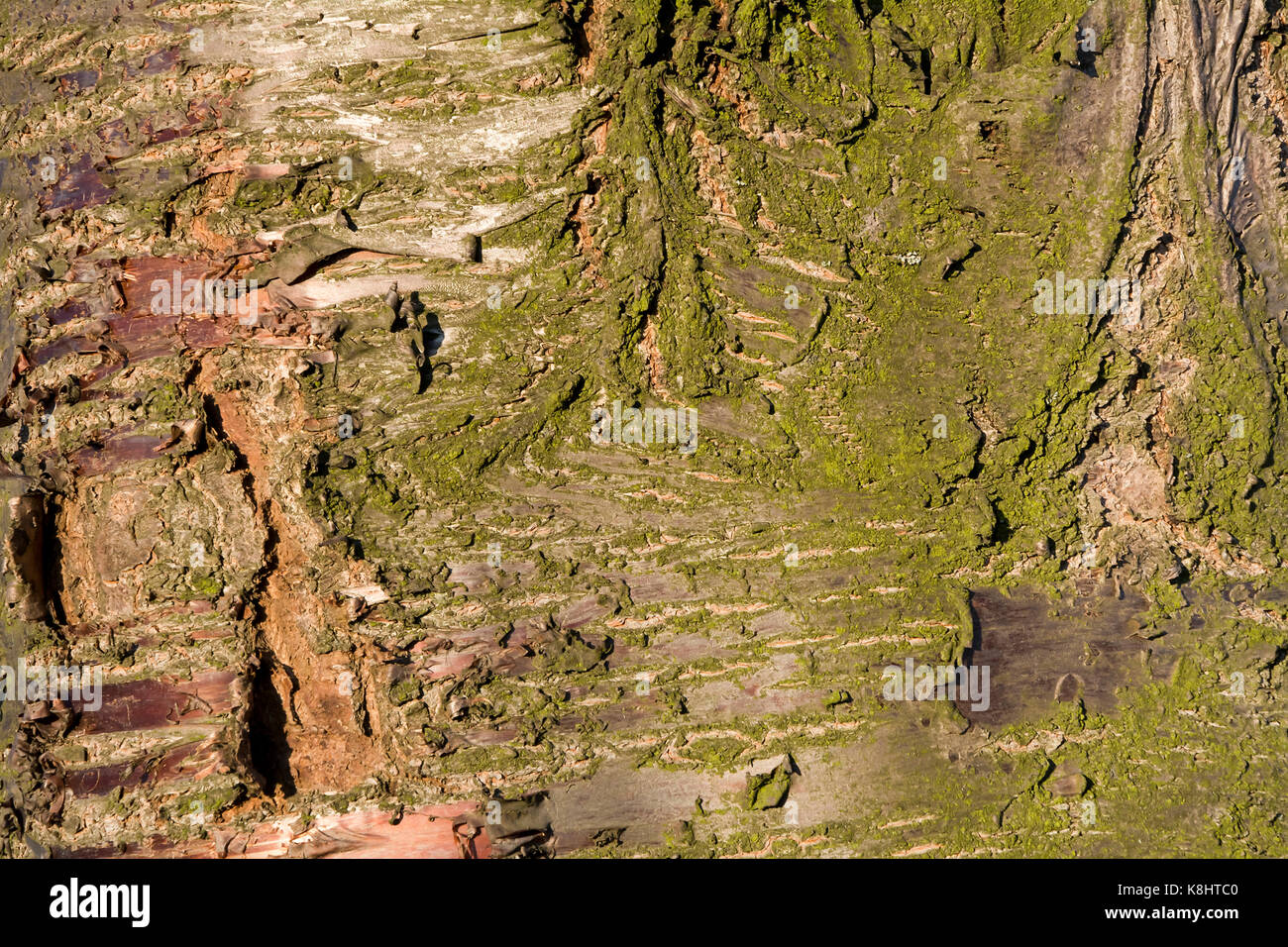Bark on the trunk of an old cherry tree.Details.Texture. Stock of an ...