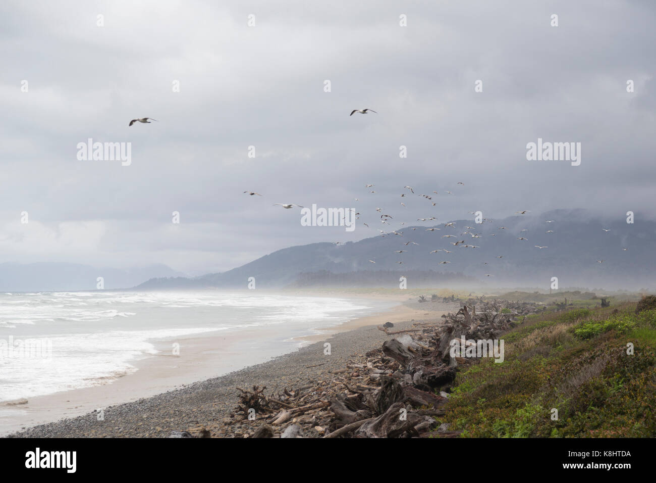 Birds flying over shore hi-res stock photography and images - Alamy