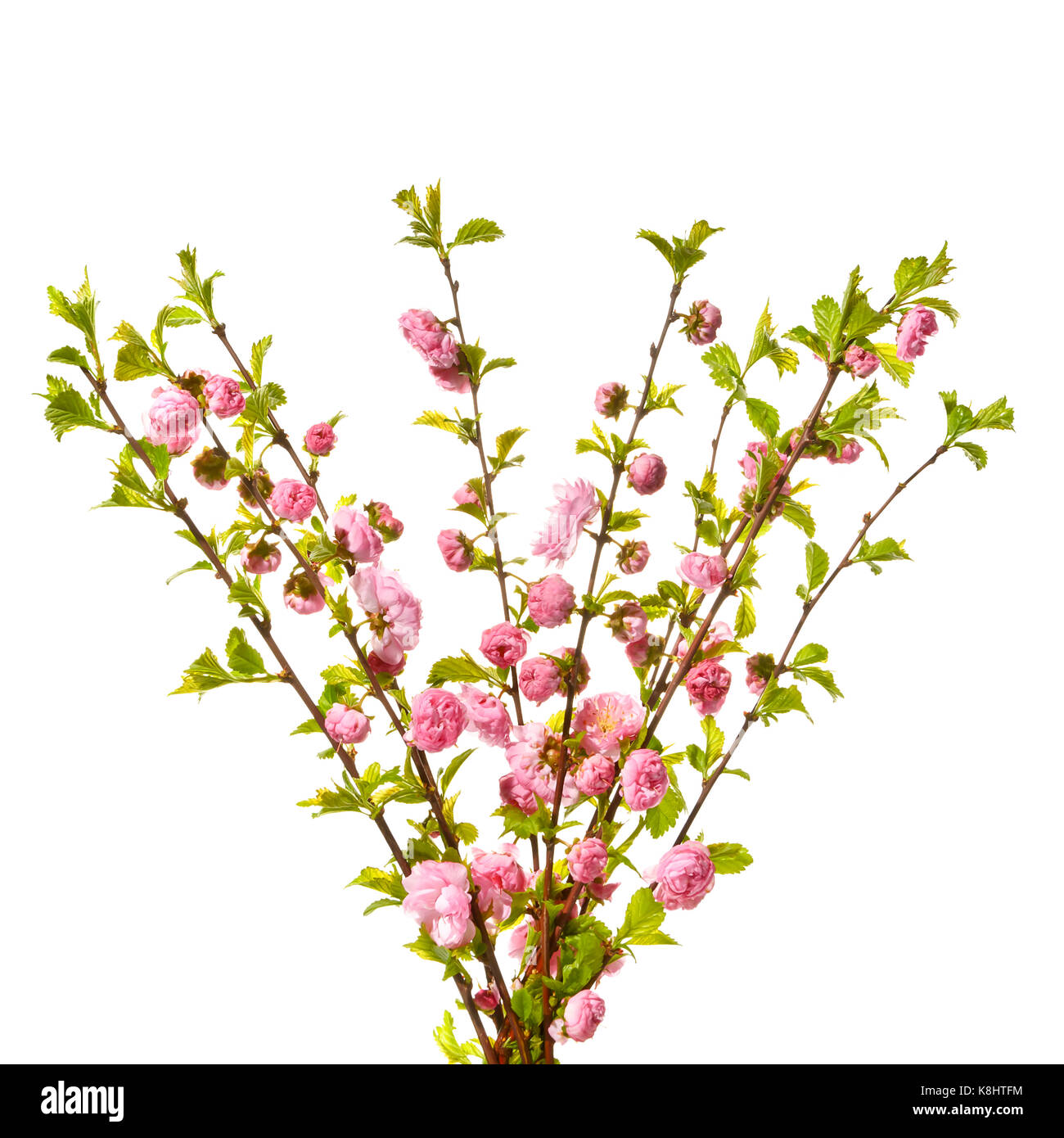 Isolated on white background with blooming almond twigs Stock Photo - Alamy