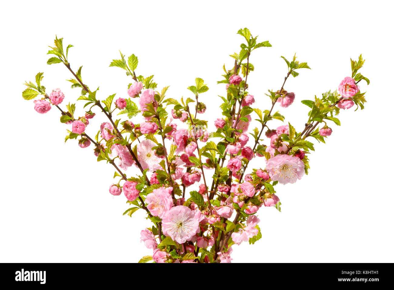 Isolated on white background with blooming almond twigs Stock Photo - Alamy